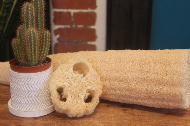 Plant based- Alternative to sponges | Sustainable Deeds